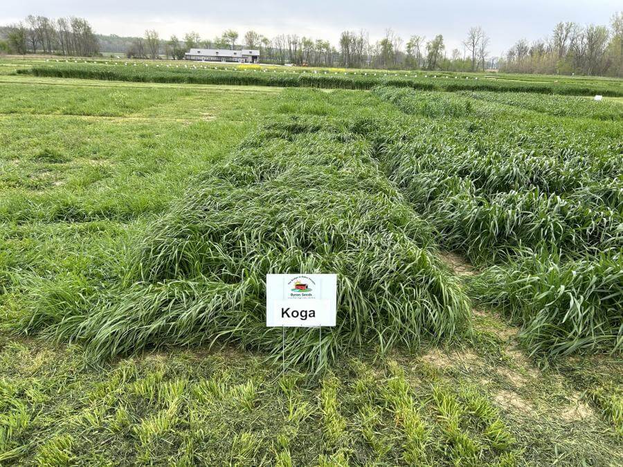 Koga Tetraploid Annual Ryegrass | Smith Seed Services